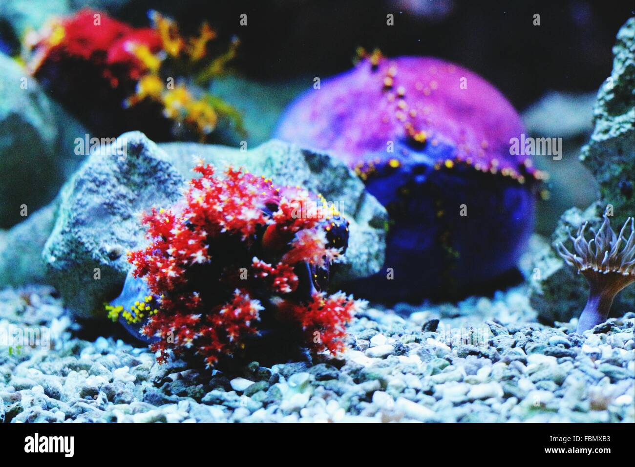 Corals In Aquarium Stock Photo - Alamy