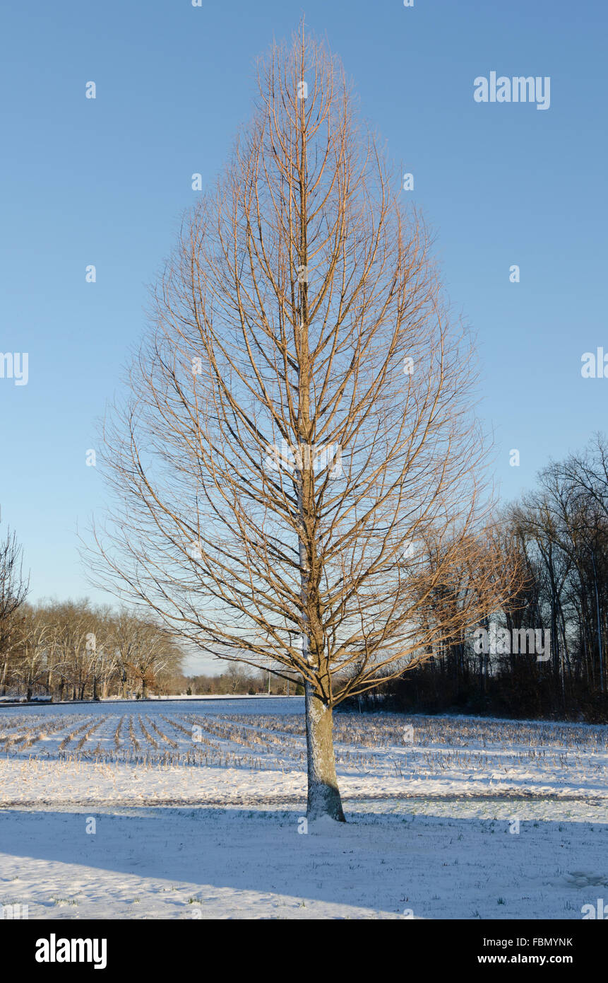 Wilted Tree in Winter Stock Photo - Alamy
