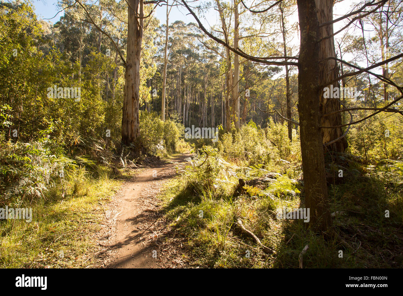 The base of the epic walking and biking track called Delatite River ...