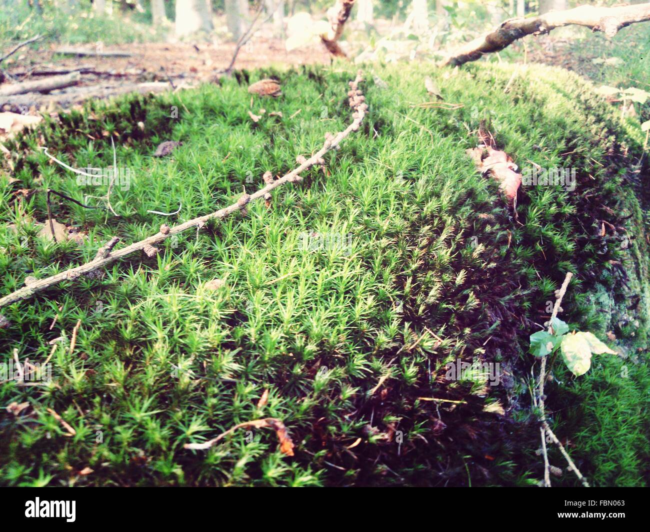 Moss growth hi-res stock photography and images - Alamy