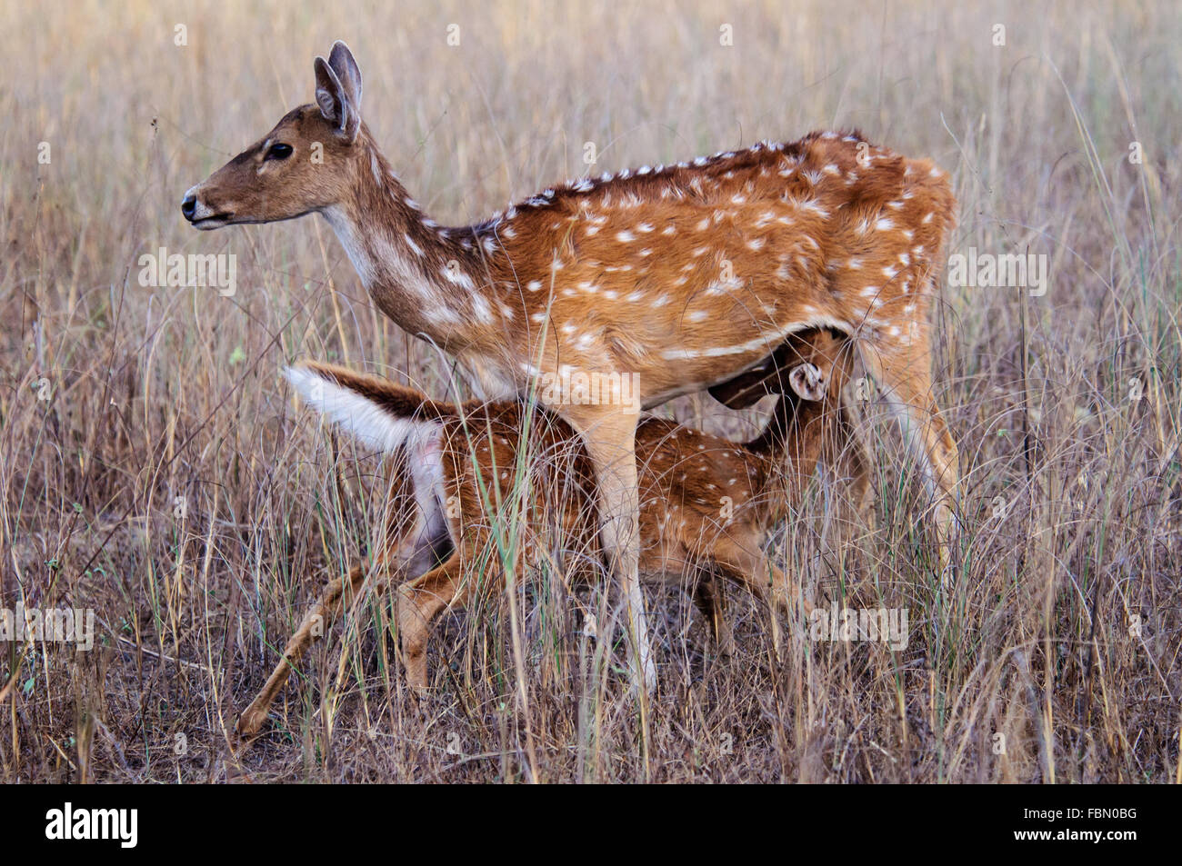 female Chittal deer with her offspring feeding Stock Photo - Alamy