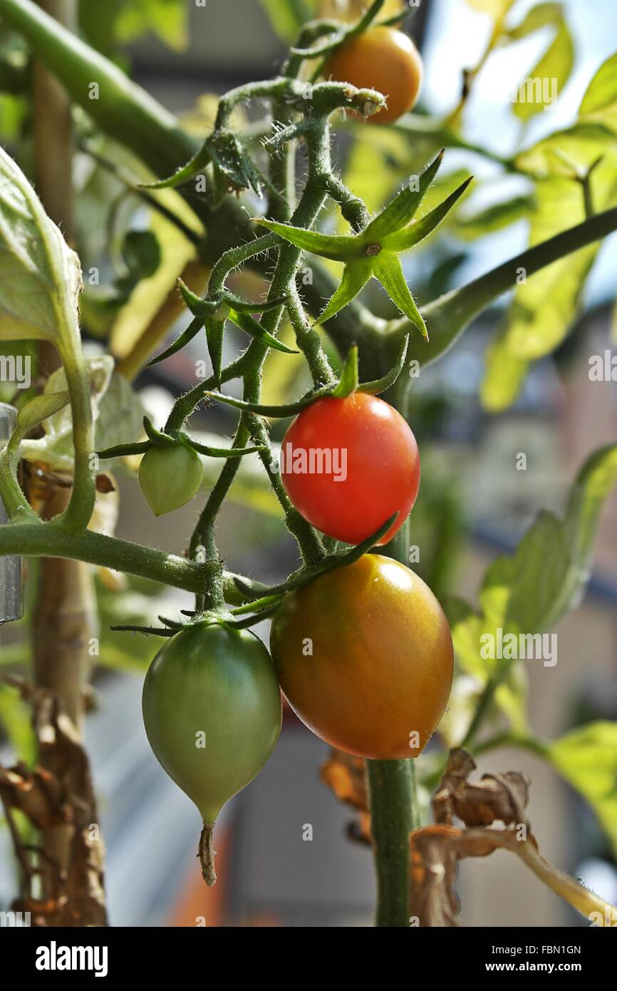Field of tomato plants hi-res stock photography and images - Alamy