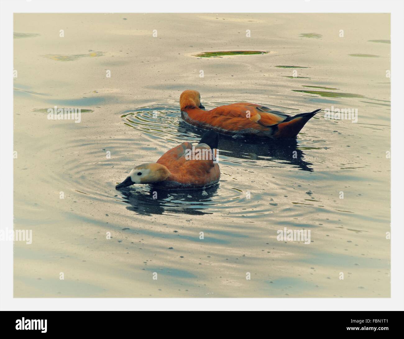 Ducks Floating On Water Stock Photo - Alamy