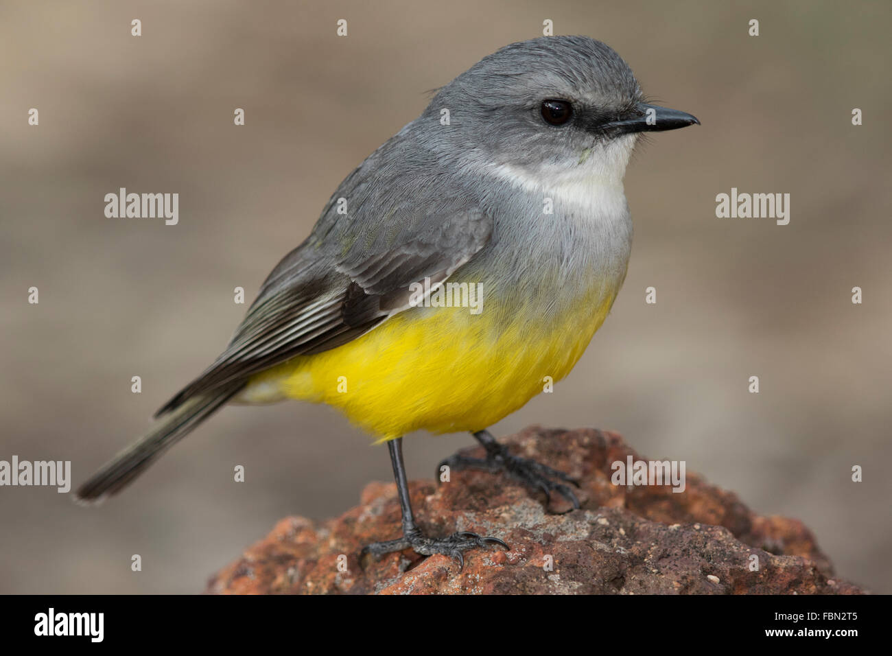 Yellow Robin High Resolution Stock Photography and Images - Alamy