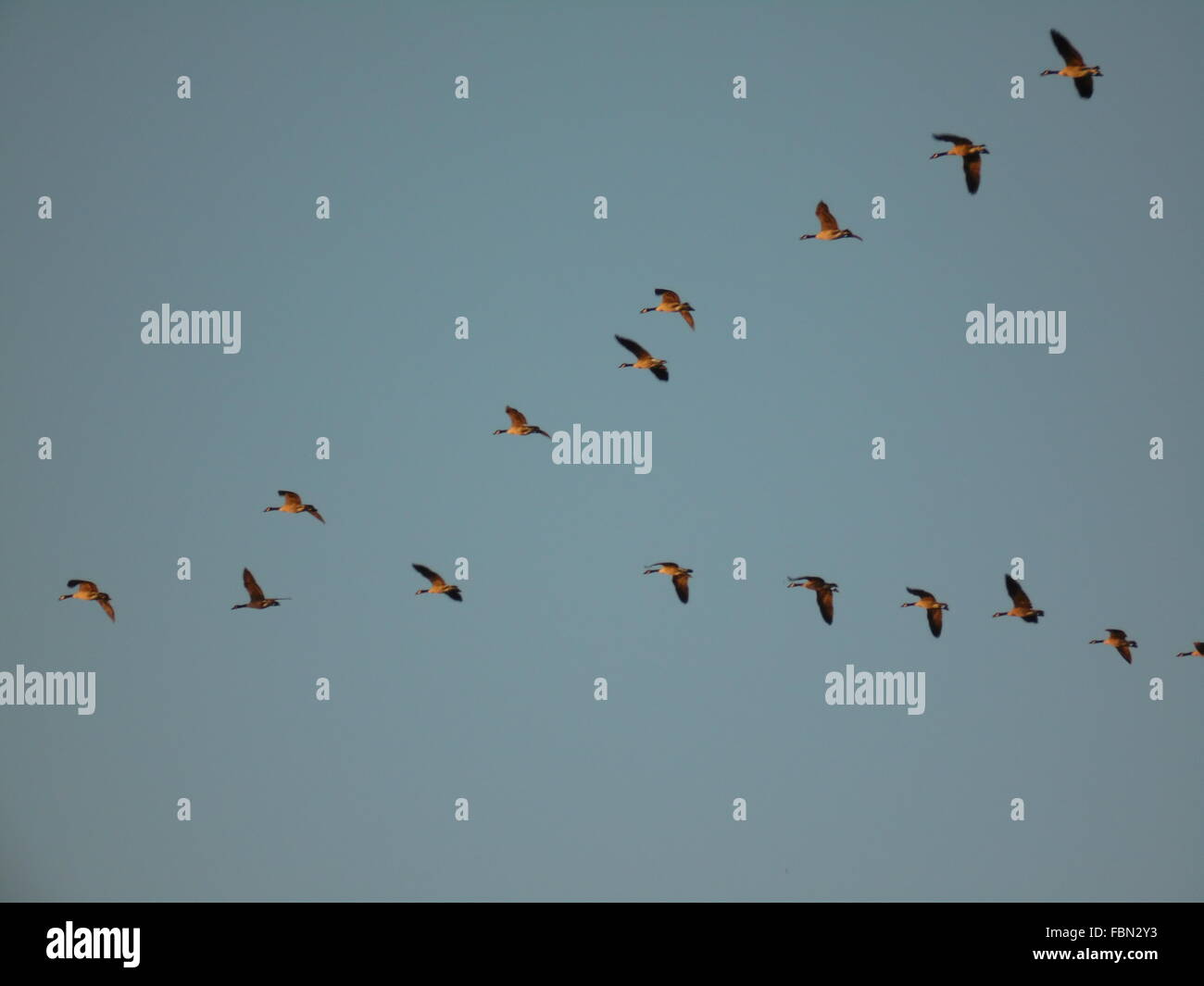 Flock birds formation hi-res stock photography and images - Alamy