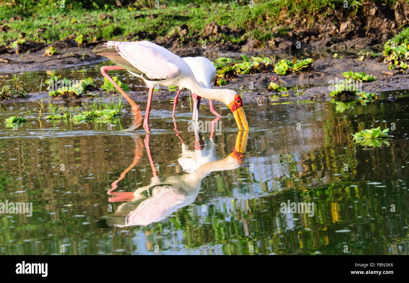 A Yellow billed stork and its reflection Stock Photo - Alamy