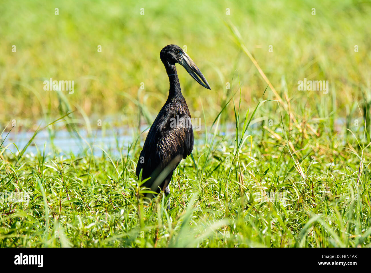 Open billed stork hi-res stock photography and images - Alamy