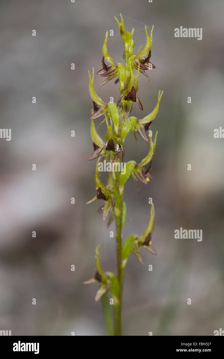 Little Laughing Leek Orchid (Prasophyllum macrostachyum Stock Photo - Alamy