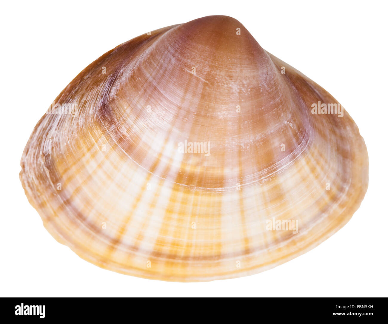 shell of clam mollusc close up isolated on white background Stock Photo ...