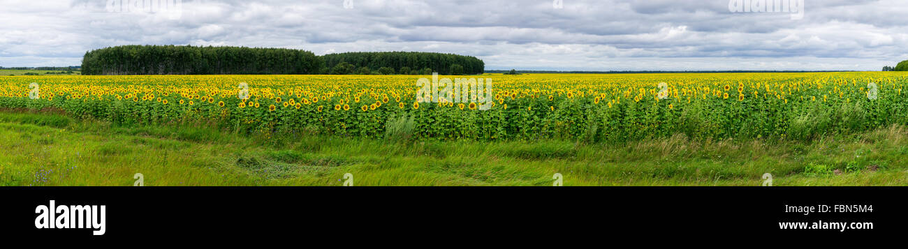 Map of sunflower hi-res stock photography and images - Alamy