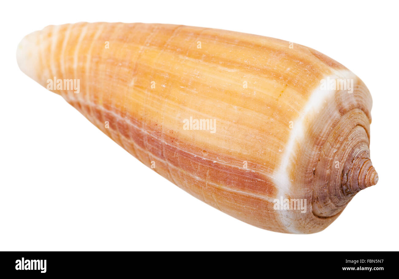 mollusk shell of sea cone snail isolated on white background Stock ...