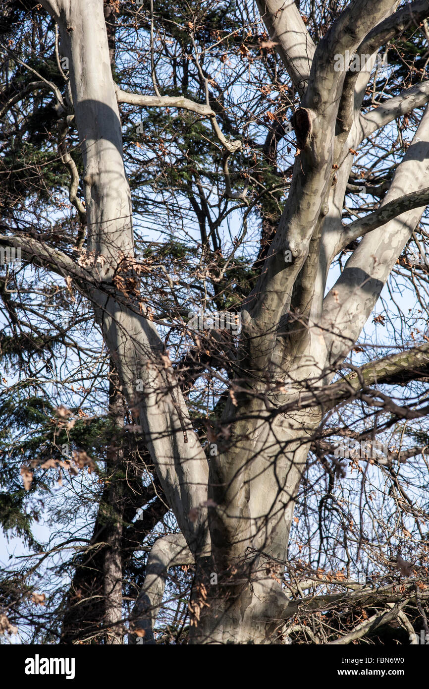 Park tree, late autumn, without leaves Stock Photo - Alamy