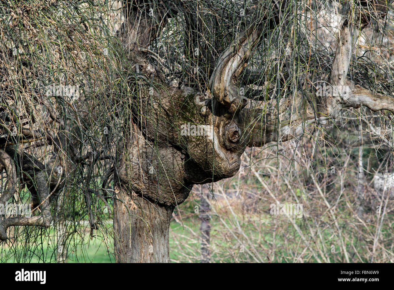 Tangled Branches without leaves Stock Photo - Alamy