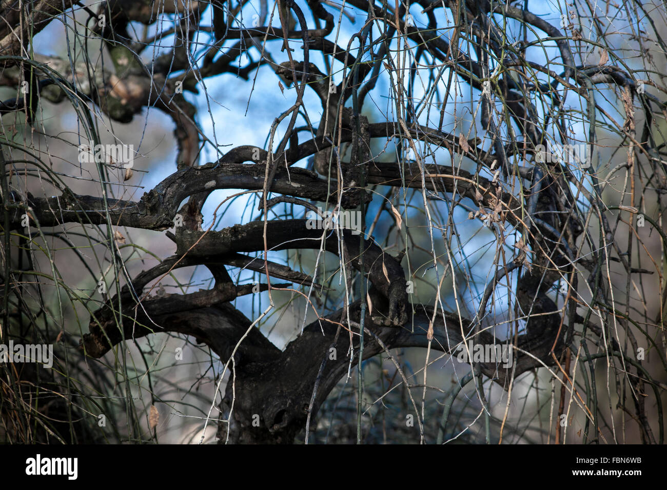 Tangled Branches without leaves Stock Photo - Alamy