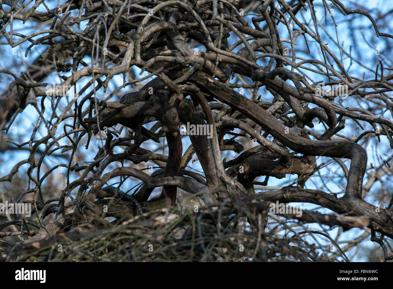 Tangled branches hi-res stock photography and images - Alamy