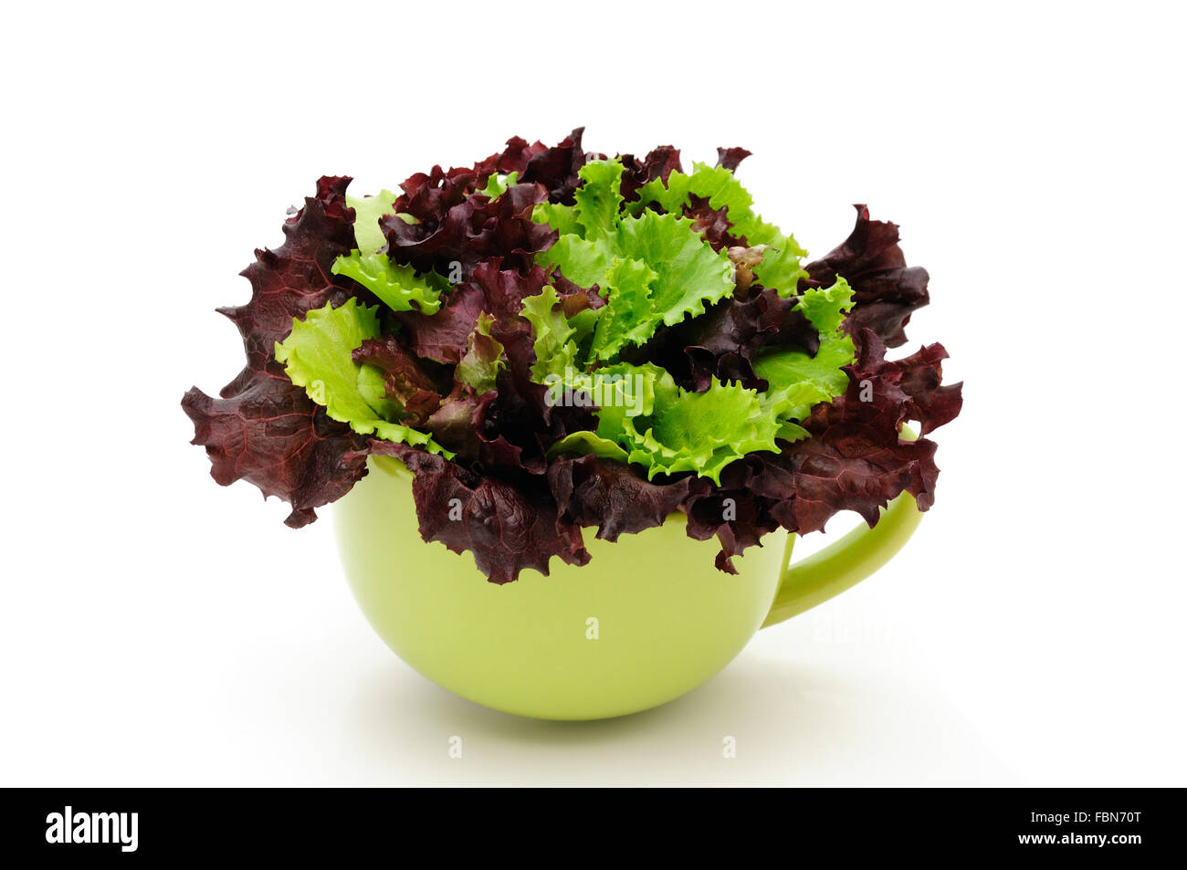 Lettuce and Lolo Rosso in a bowl on a white background Stock Photo - Alamy