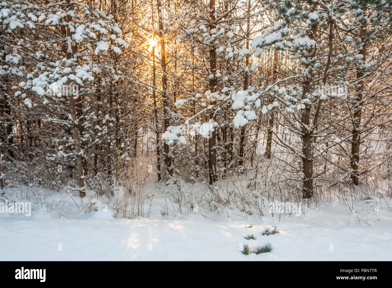 Snow Sunny Landscape with Trees Stock Photo - Alamy