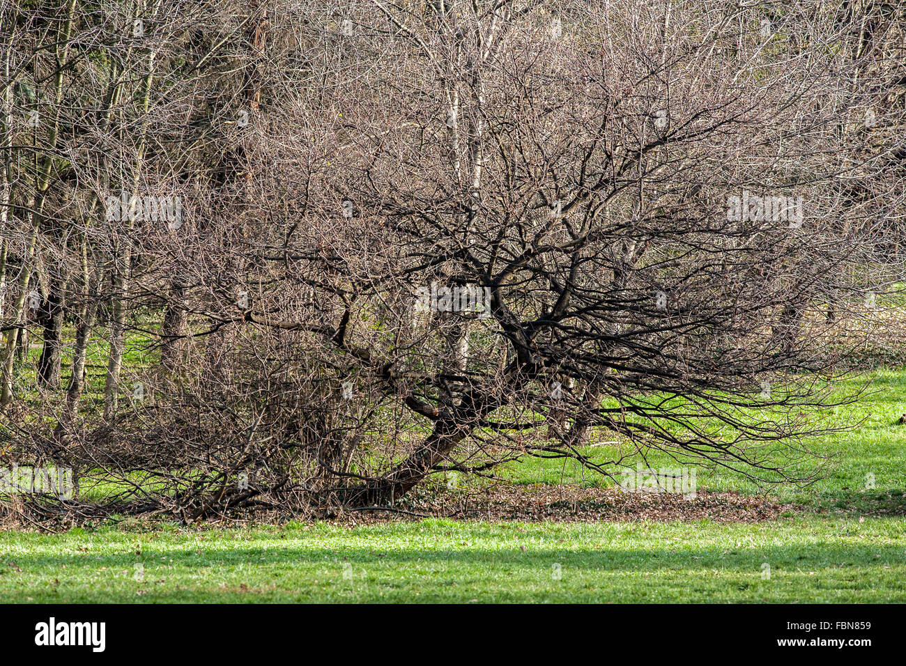 Slanted tree, tangled branches without leaves Stock Photo - Alamy