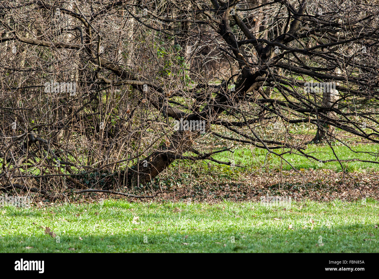 Slanted tree hi-res stock photography and images - Alamy
