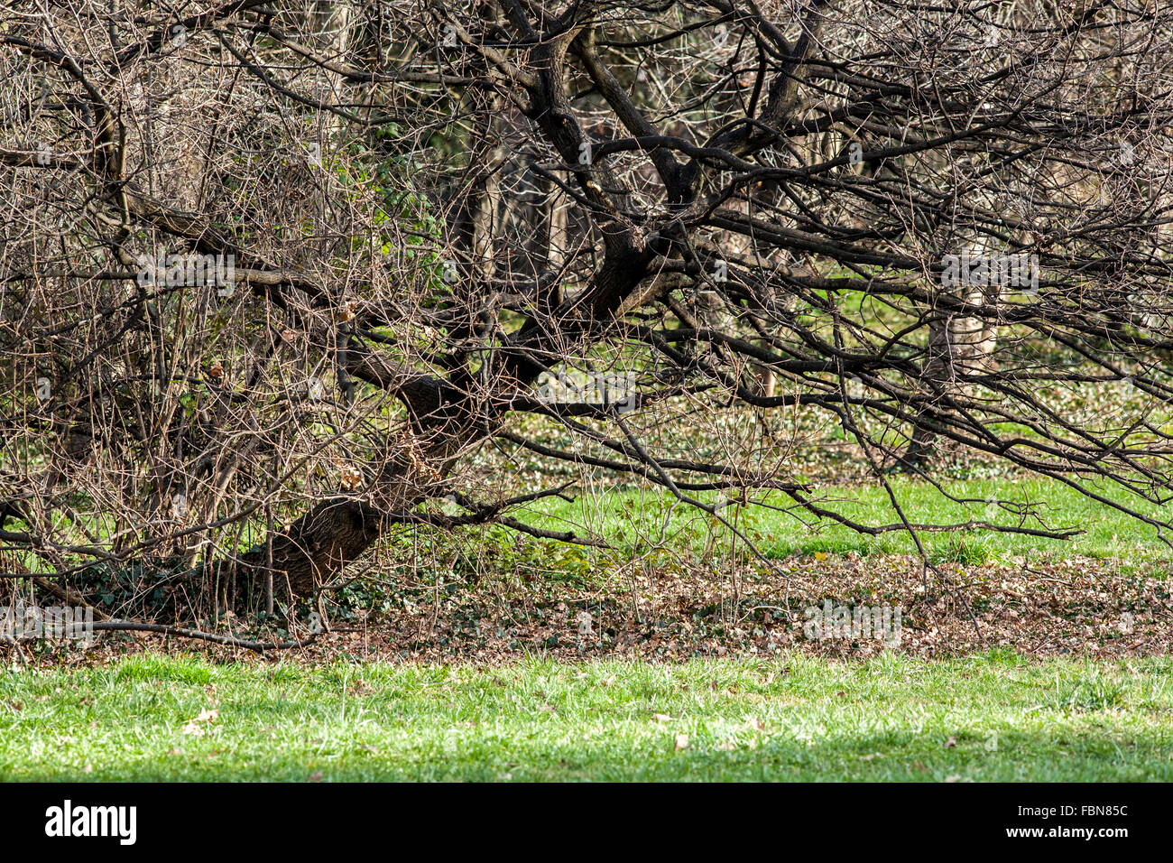 Slanted tree, tangled branches without leaves Stock Photo - Alamy