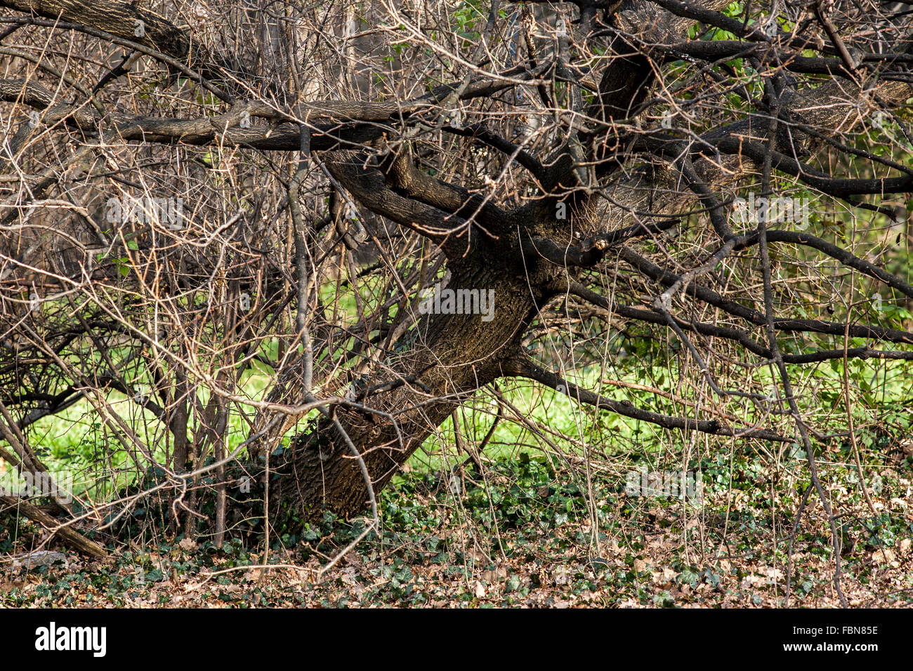 Slanted tree hi-res stock photography and images - Alamy