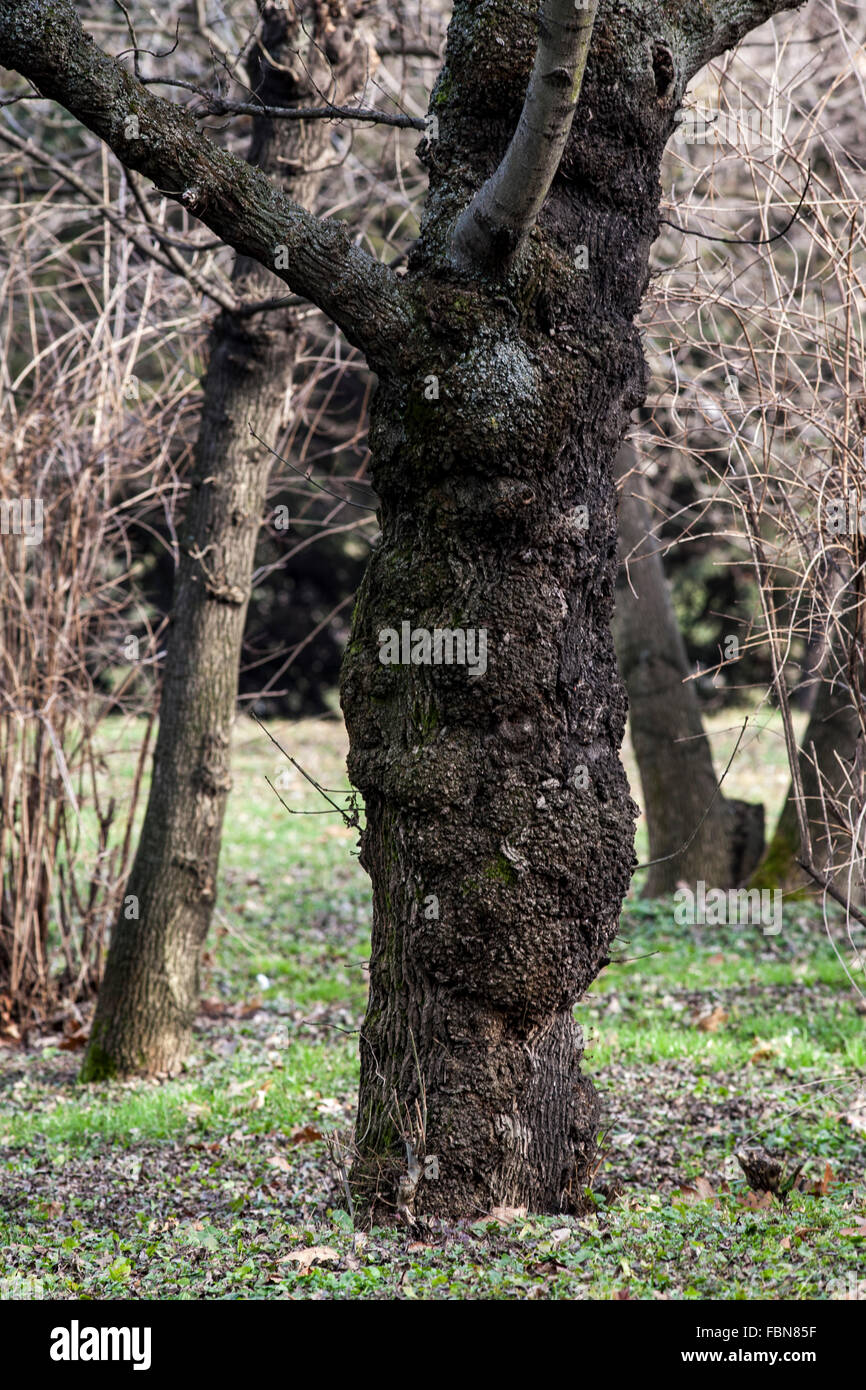 The ribbed bark of a tree trunk, close up, Borisov Park, Sofia Stock ...