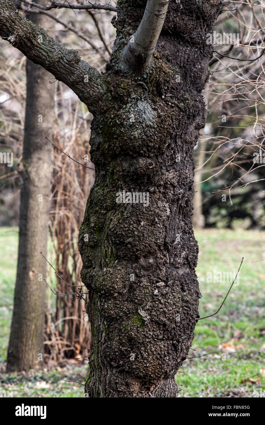 The ribbed bark of a tree trunk, close up, Borisov Park, Sofia Stock ...