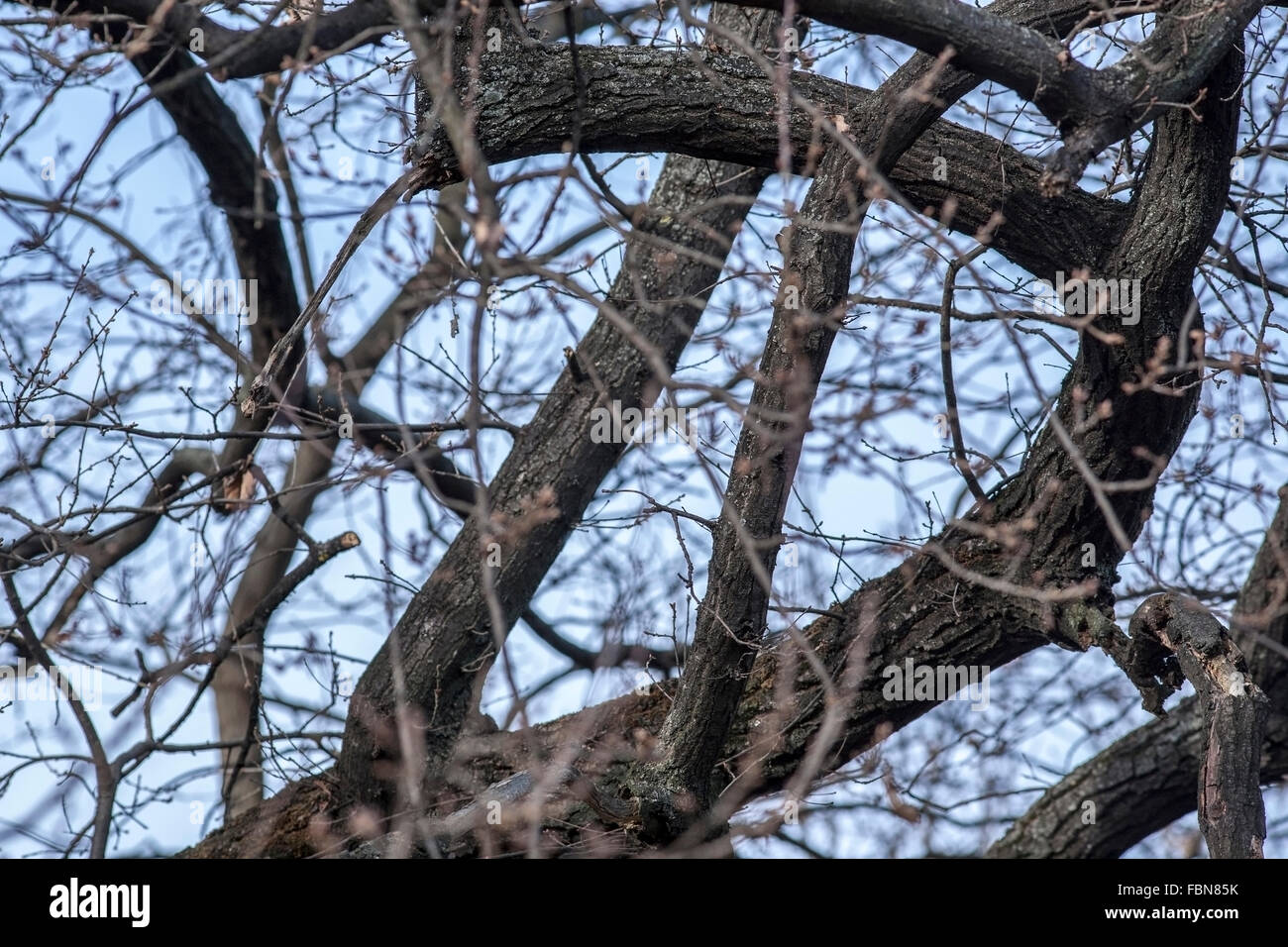 Tangled branches hi-res stock photography and images - Alamy