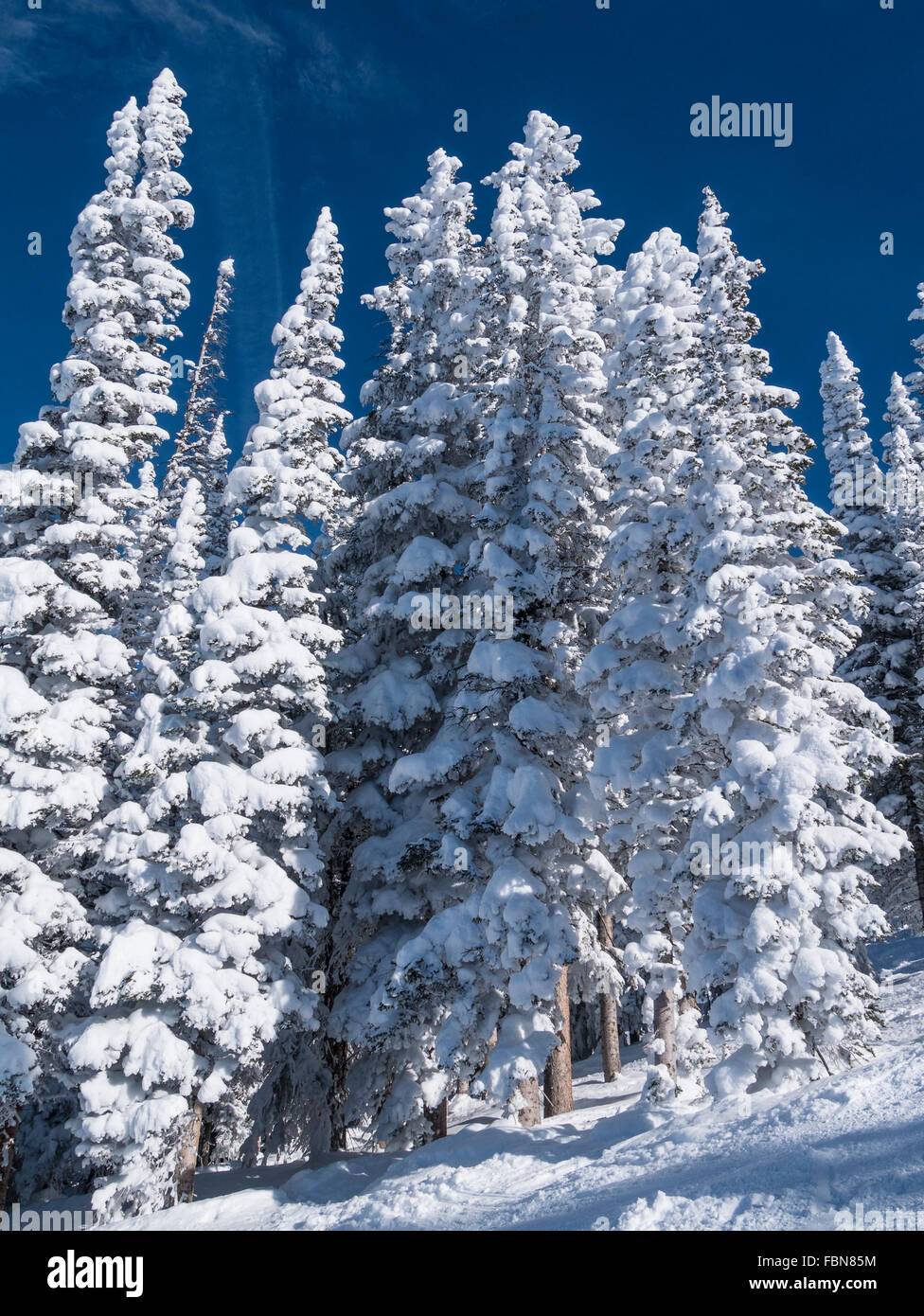 Trees plastered with snow hi-res stock photography and images - Alamy
