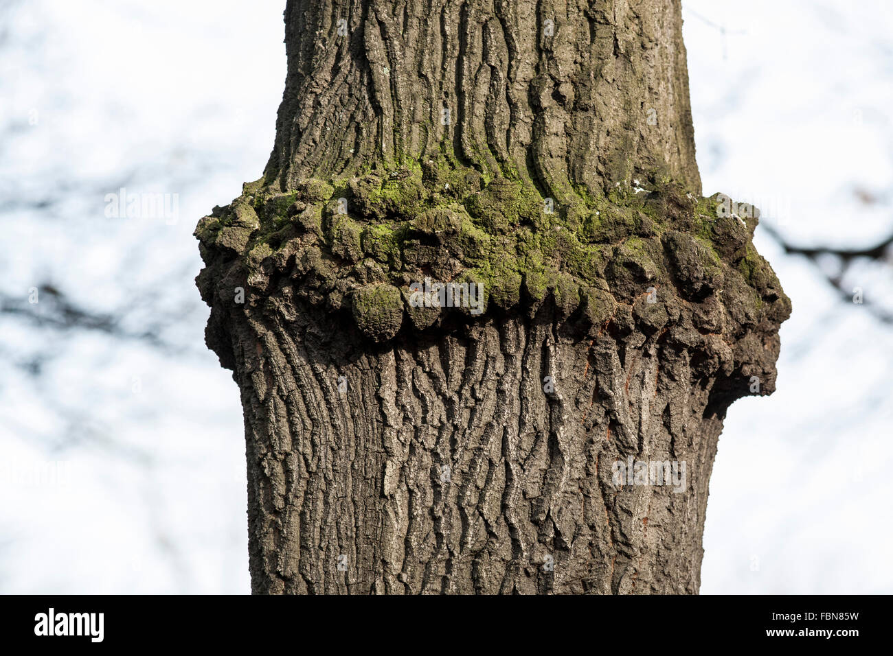 The ribbed bark of a tree trunk in Park, closeup, close up Stock Photo ...