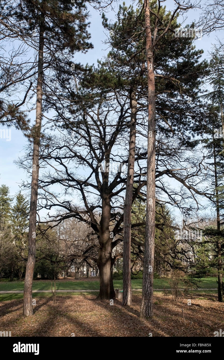 Park trees, late autumn Stock Photo - Alamy