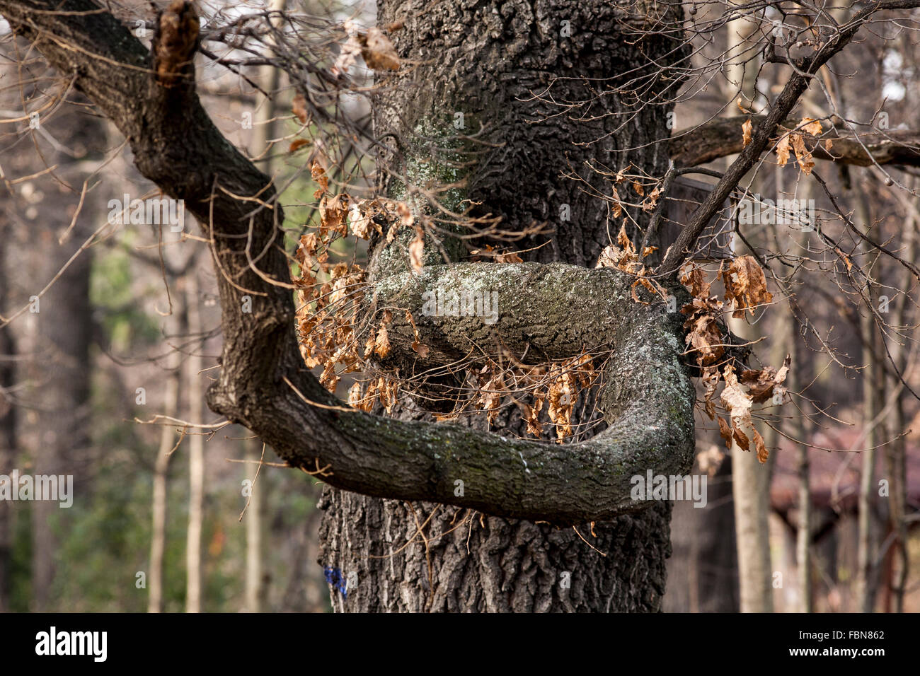 Tangled Branches without leaves, late autumn Stock Photo - Alamy
