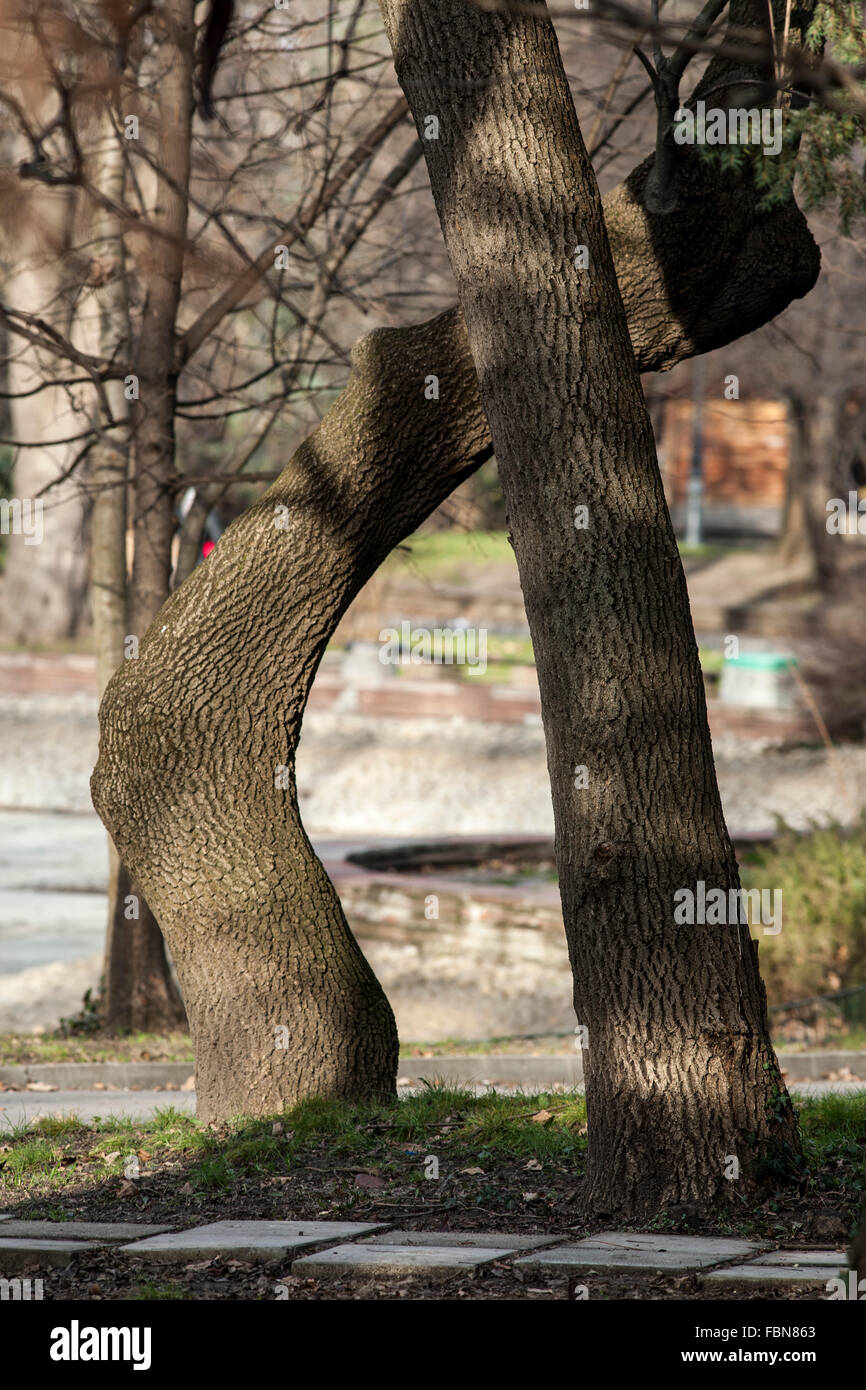 Tangled trees hi-res stock photography and images - Alamy