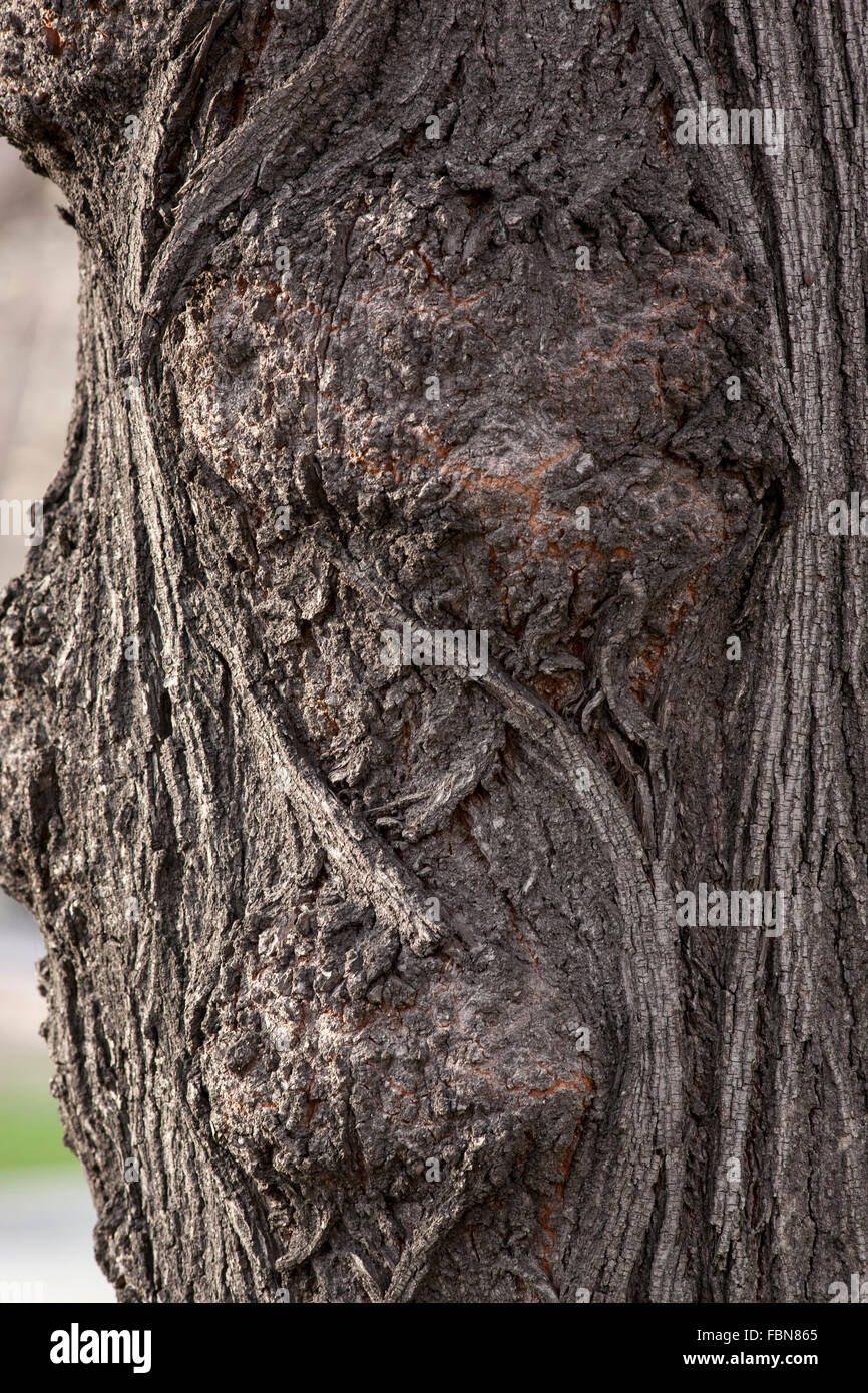 Ribbed trunk hi-res stock photography and images - Alamy