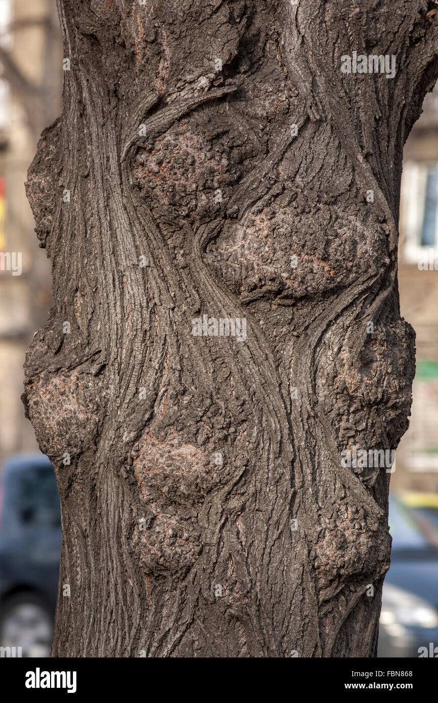 The ribbed bark of a tree trunk in Park, closeup, close up Stock Photo ...