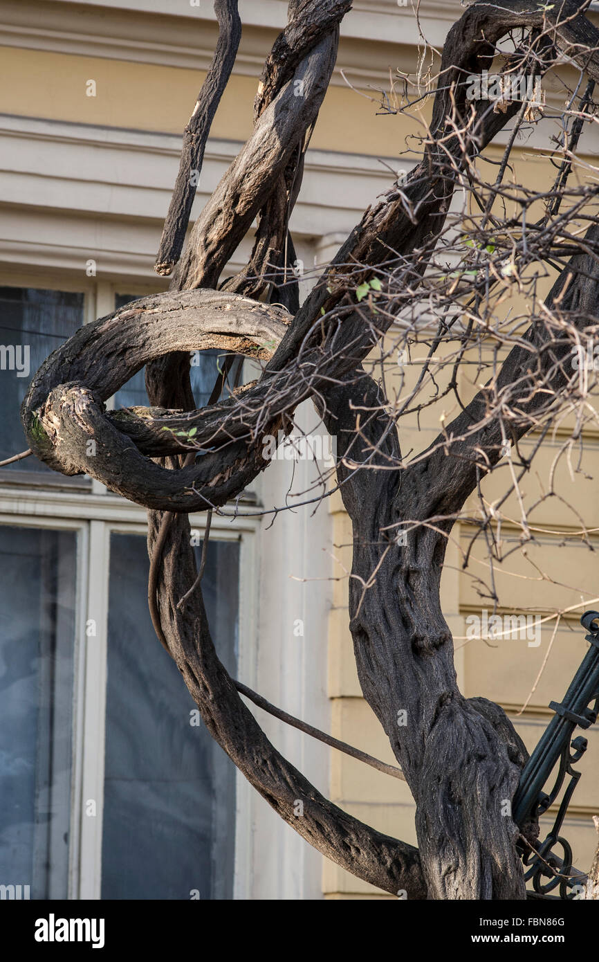 Tangled branches hi-res stock photography and images - Alamy