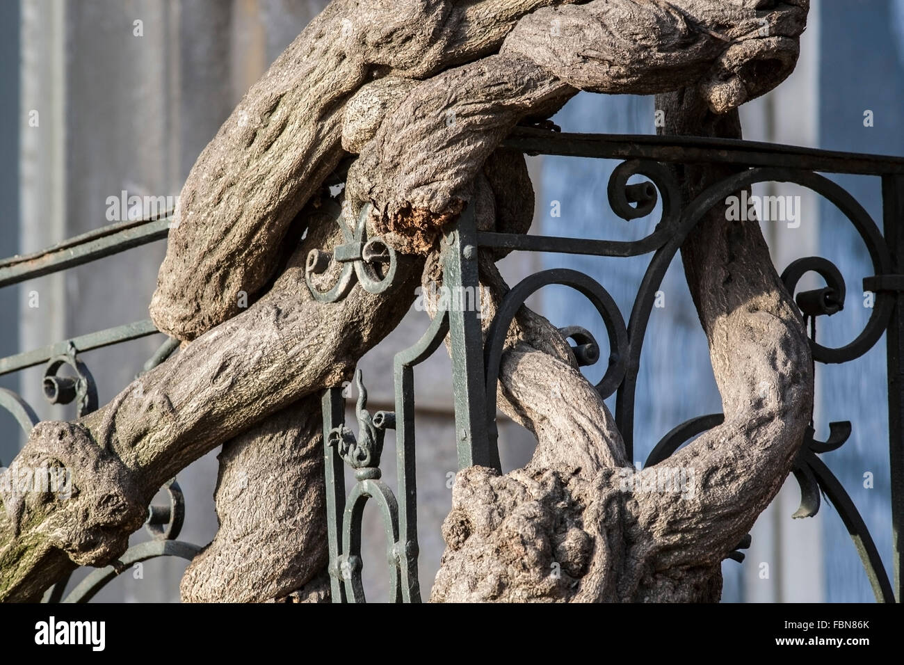 Tangled tree branches with abandoned fence garden Stock Photo - Alamy