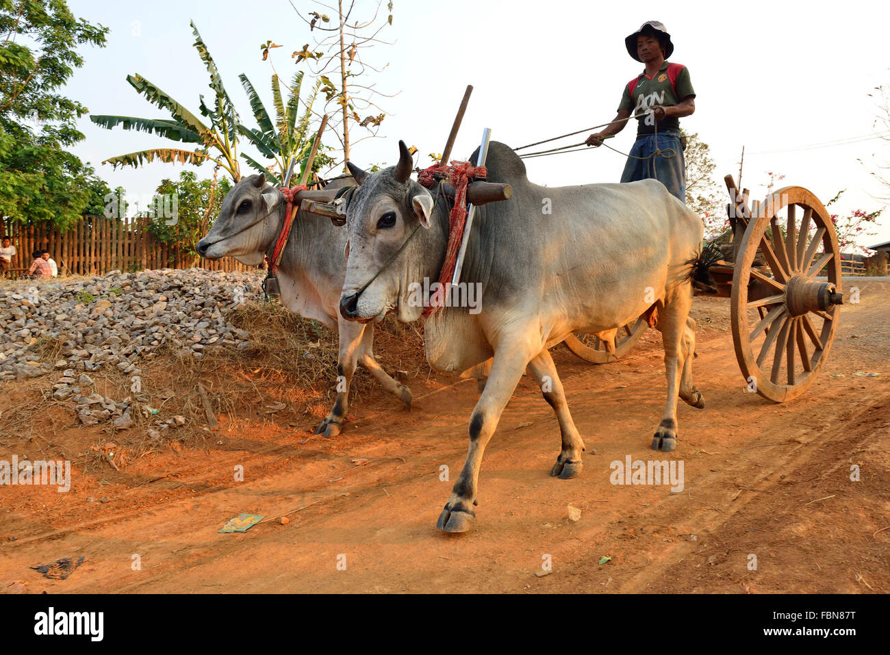 Working Oxen