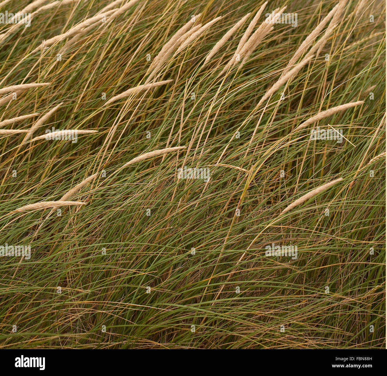 Detail of Dune Grass. The dune grasses are prolific on the west coast ...