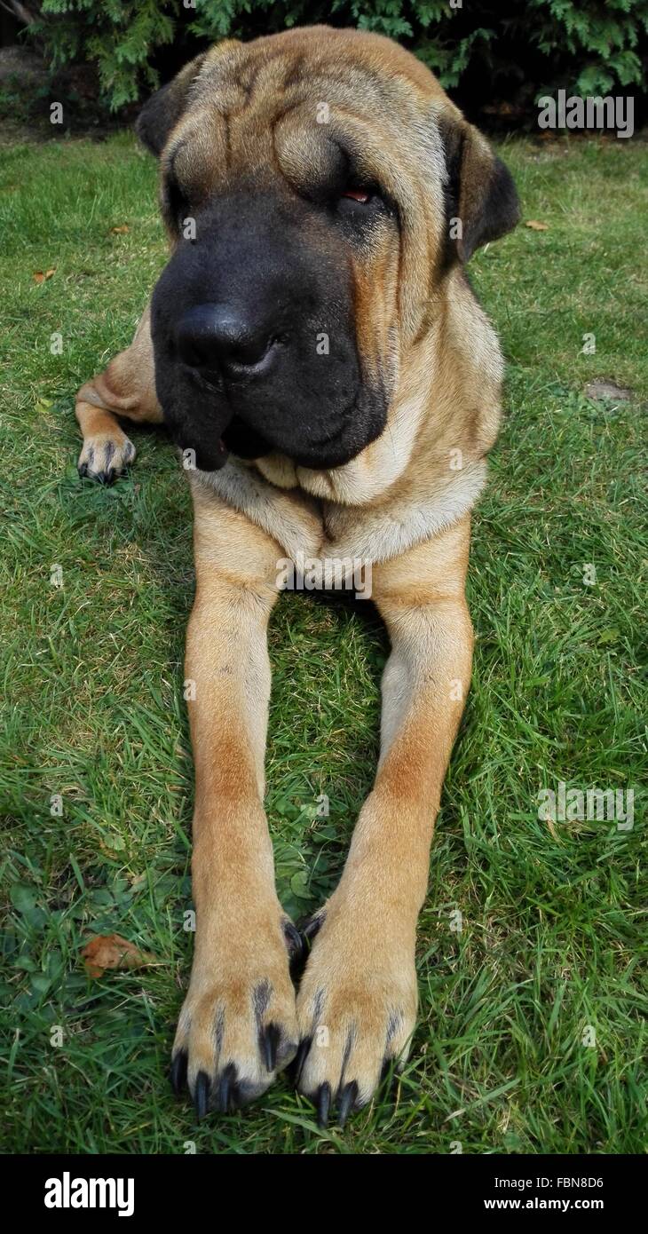 Pei dog hi-res stock photography and images - Alamy