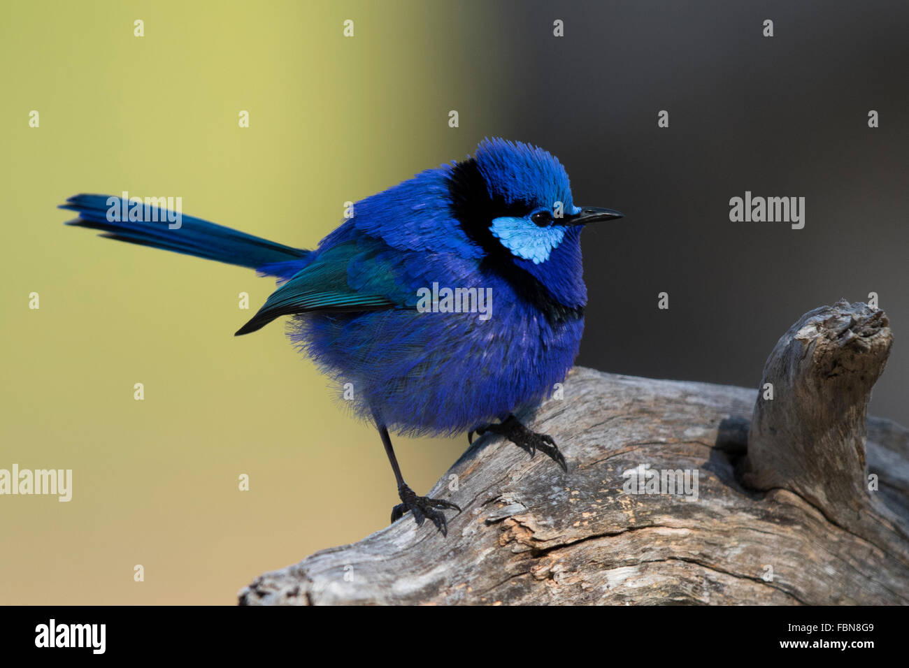 male Splendid Fairywren (Malurus splendens Stock Photo - Alamy