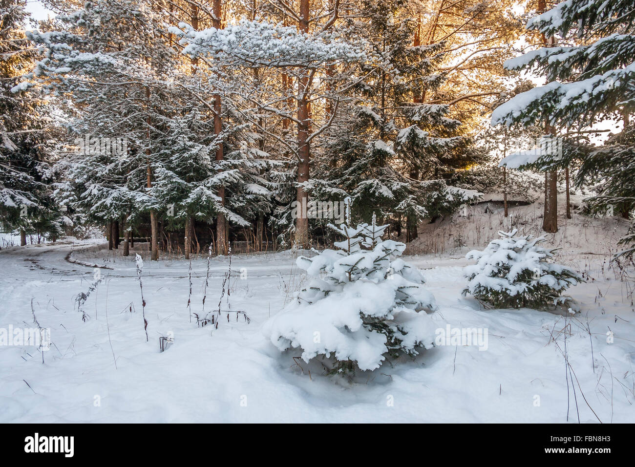 ‘winter gold’ pine hi-res stock photography and images - Alamy