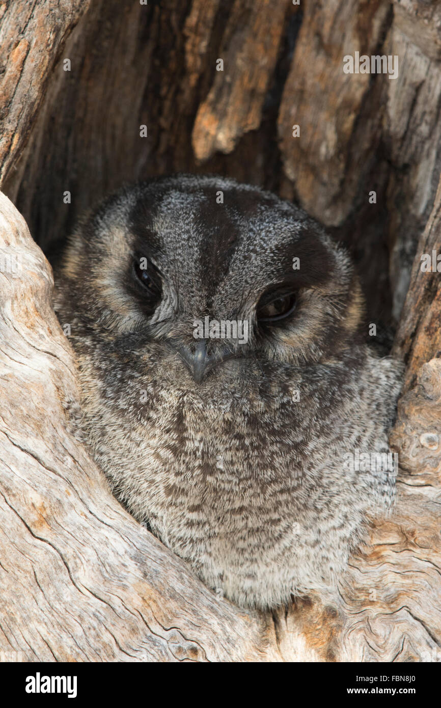 Nightjar hi-res stock photography and images - Alamy