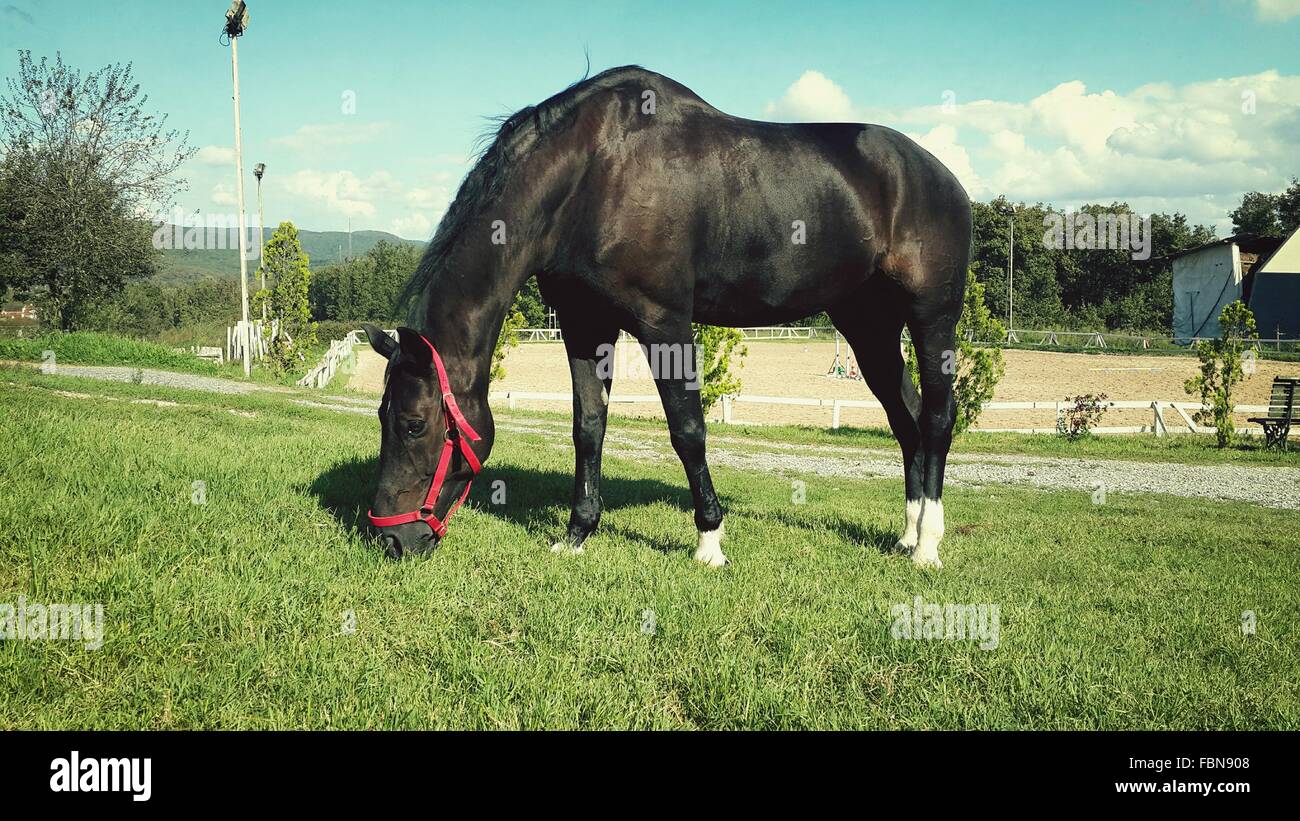 Grazing horse hi-res stock photography and images - Alamy