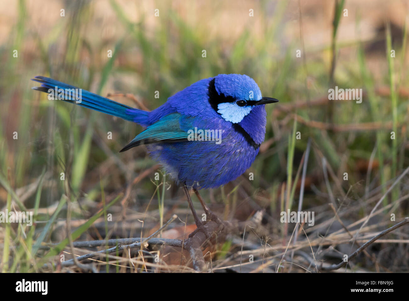male Splendid Fairywren (Malurus splendens Stock Photo - Alamy
