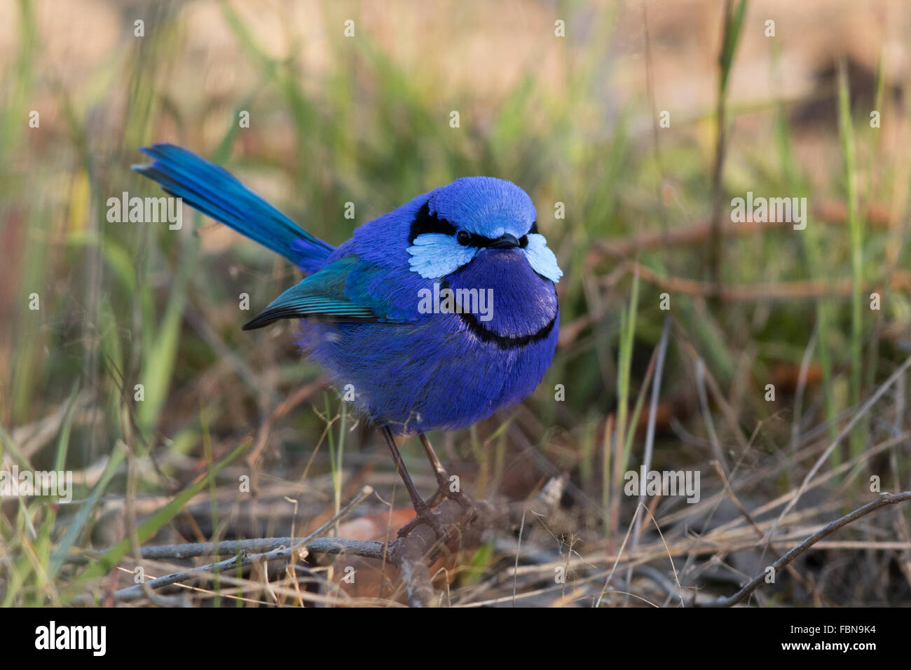 Splendid Fairy Wren