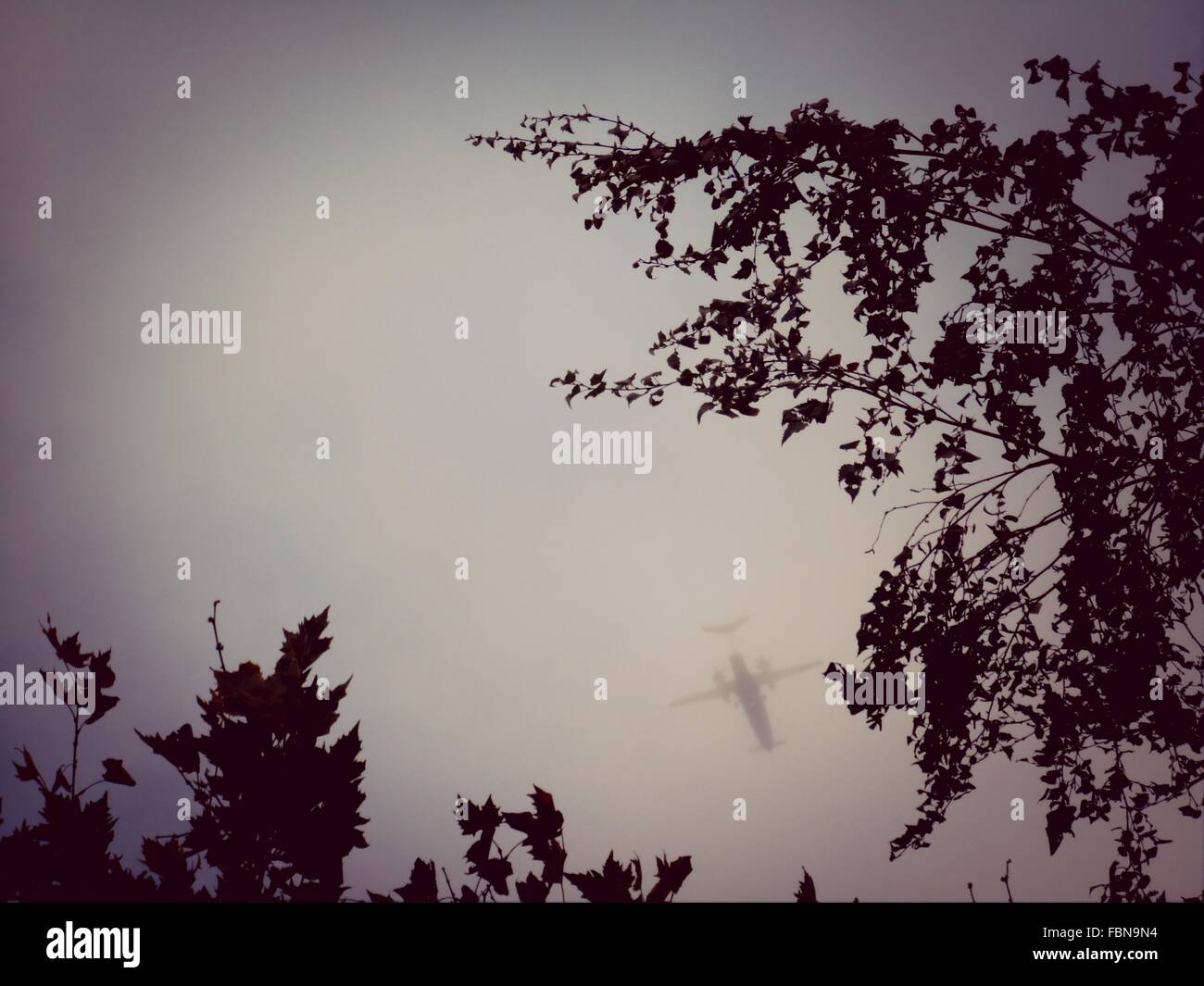 Low Angle View Of Airplane Seen Through Tree Stock Photo - Alamy