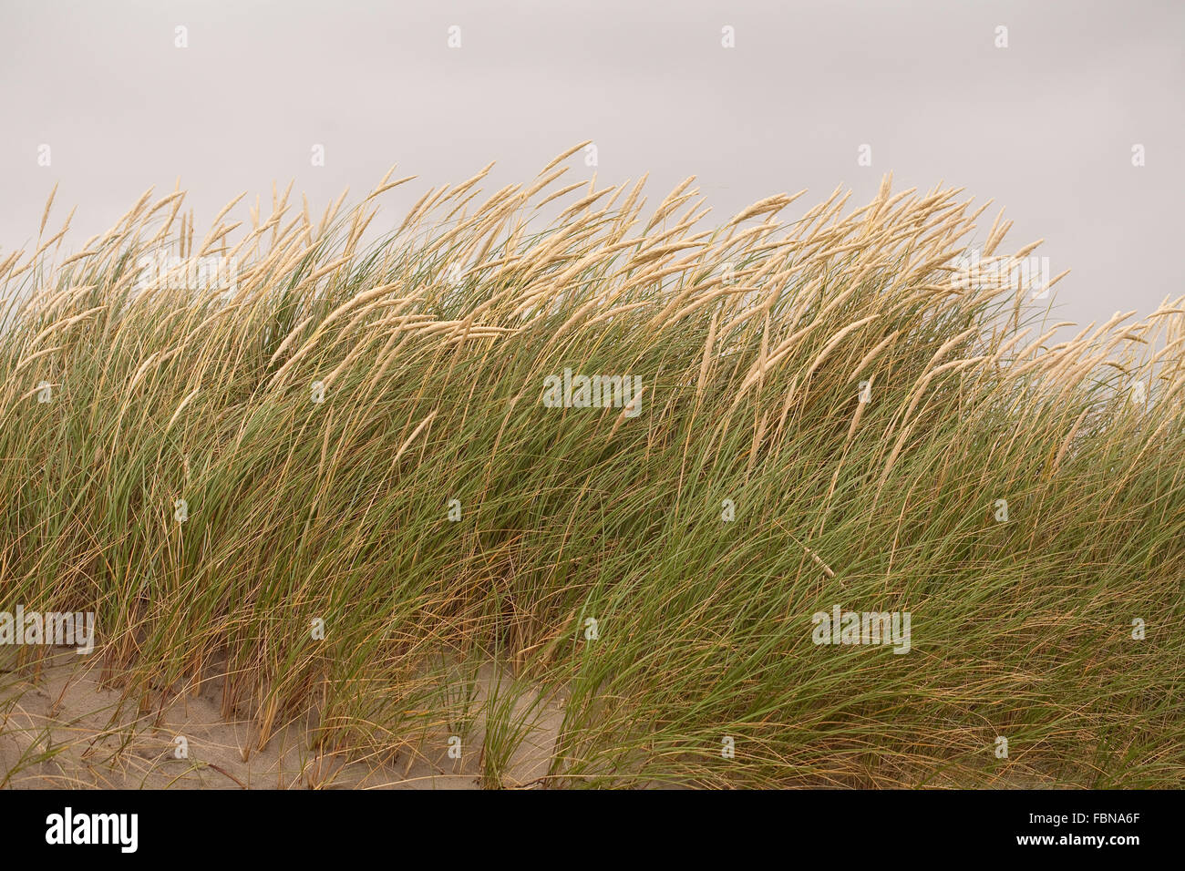 Detail of Dune Grass. The dune grasses are prolific on the west coast ...