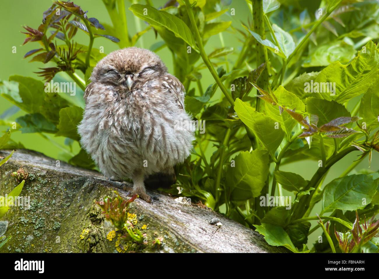 Young little owl [Athene noctua] chick sleeping perched on a tree stump ...