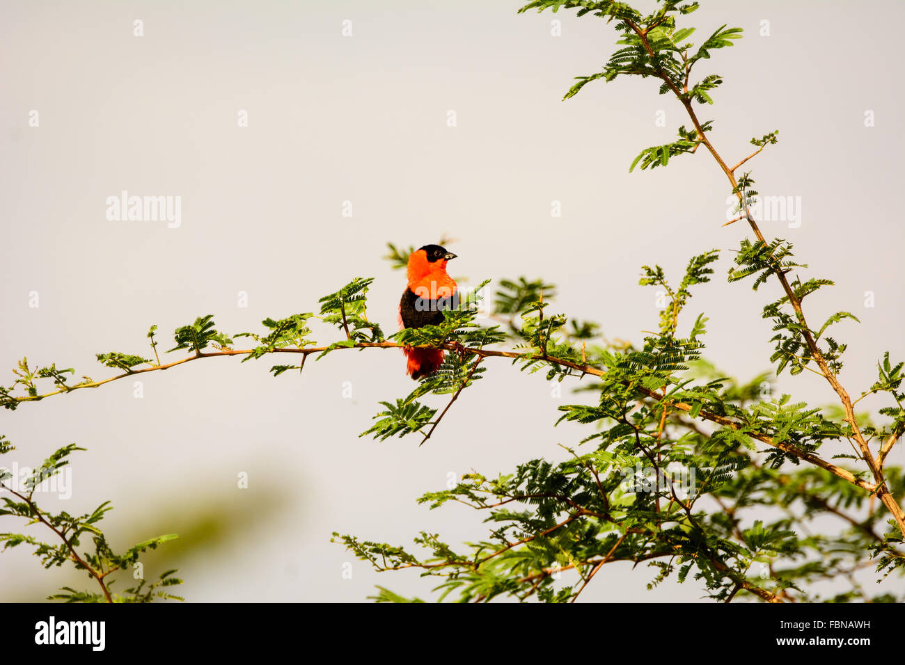 Red bishop bird hi-res stock photography and images - Alamy